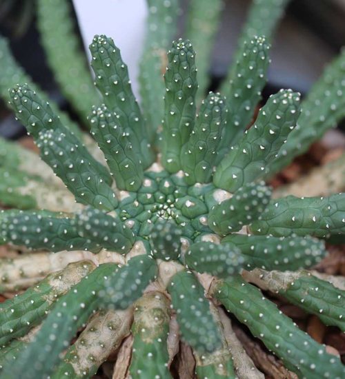 Cacti & Succulents - Buy Cacti & Succulents in Brisbane