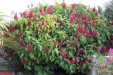 Brazilian Red Cloak - Plant Profile - Oxley Nursery, Brisbane
