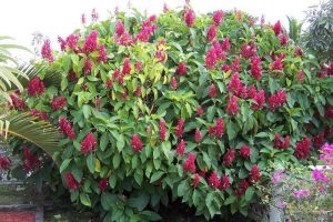 Brazilian Red Cloak - Plant Profile - Oxley Nursery, Brisbane