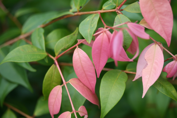 Lillypilly 'Cascade' - Plant Profile - Oxley Nursery, Brisbane
