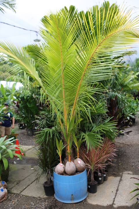 Coconut Palm - Plant Profile - Oxley Nursery, Brisbane