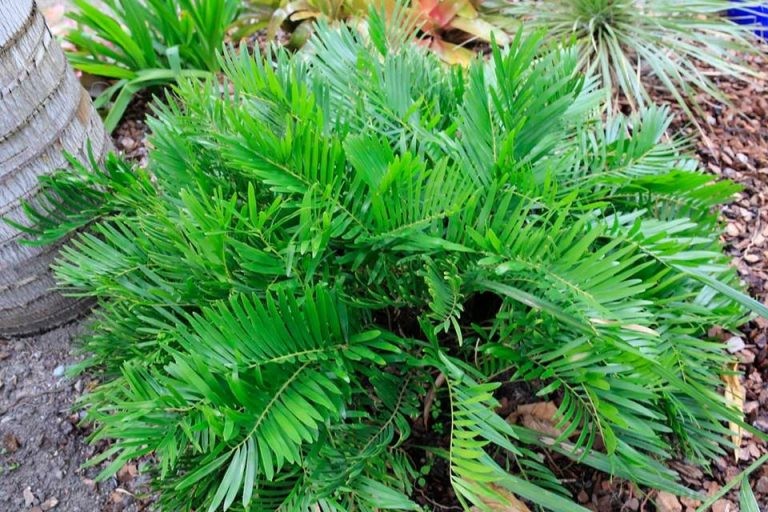 Florida Arrowroot (Zamia integrifolia) - Plant Profile - Oxley Nursery ...