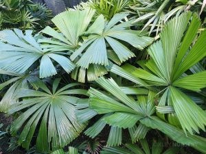 Rhapis Palm (Rhapis excelsa) - Lady Palm - Oxley Nursery Brisbane