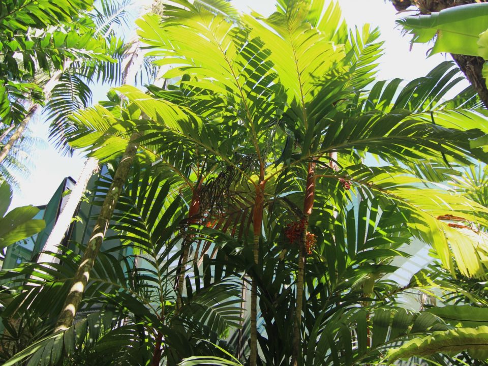 Rhapis Palm (Rhapis excelsa) - Oxley Nursery