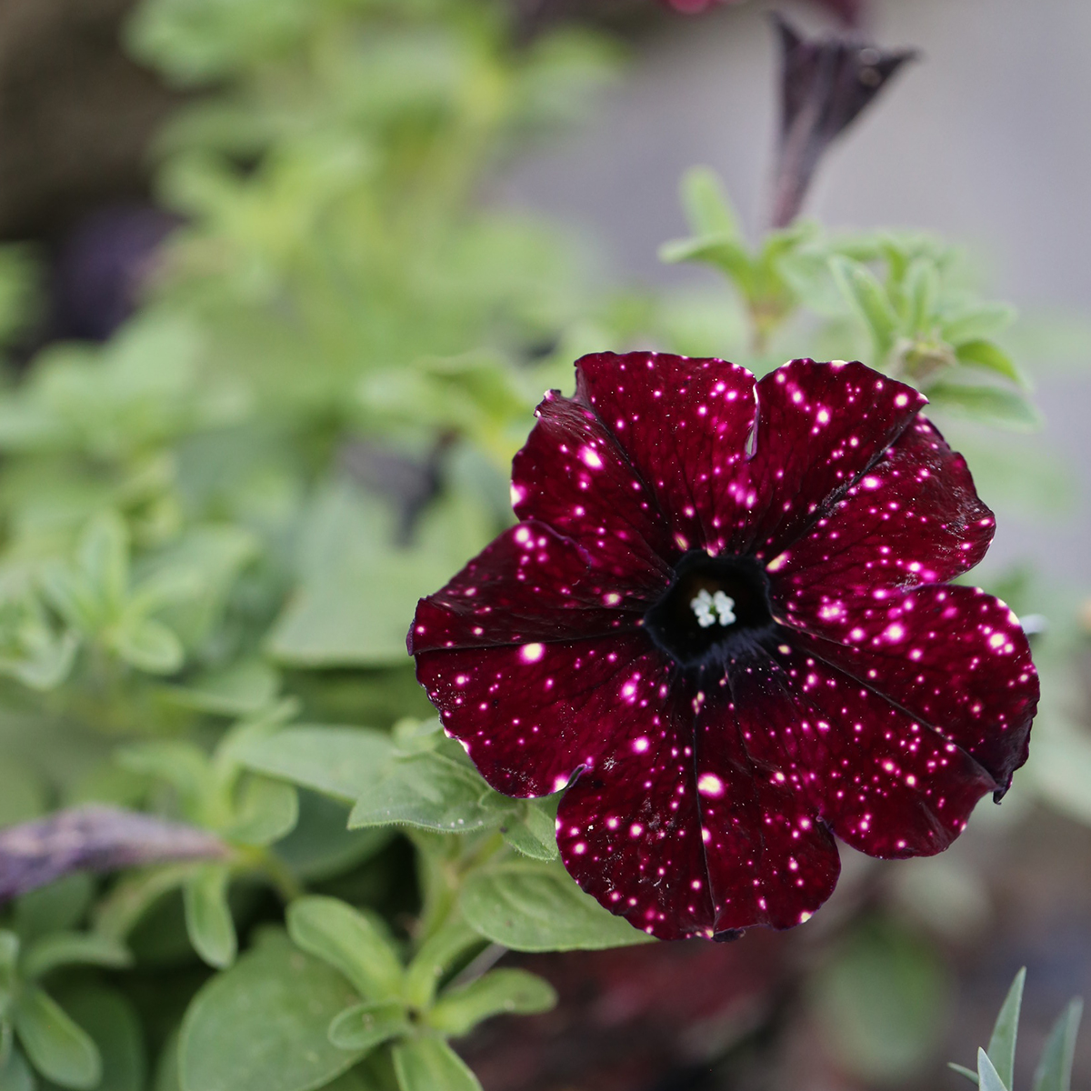 Exciting Plants Coming Soon - Oxley Nursery