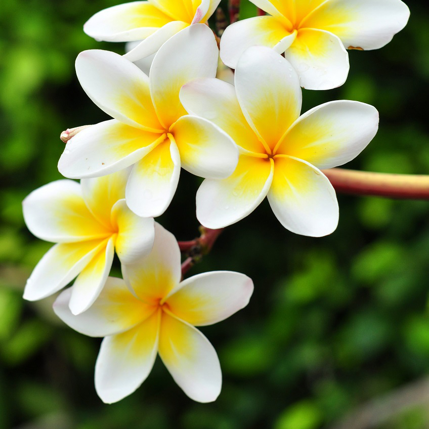 Exciting Plants Coming Soon - Oxley Nursery