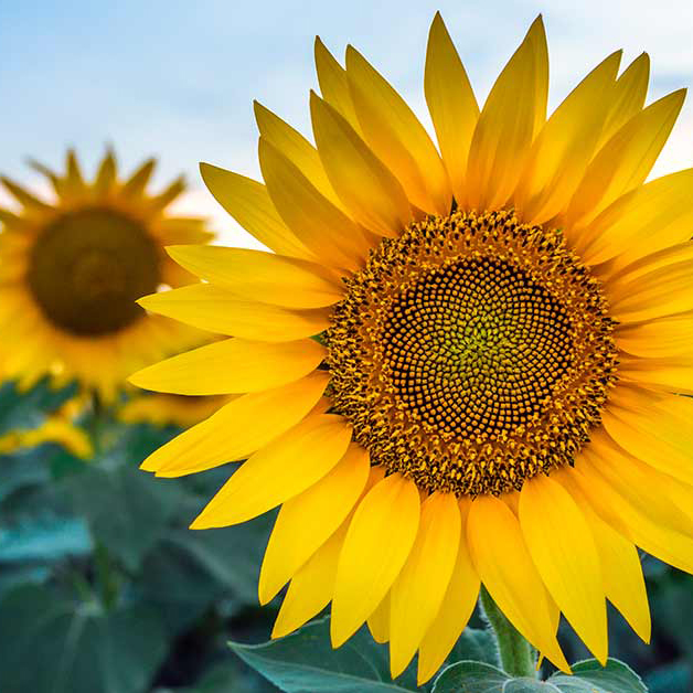 Exciting Plants Coming Soon - Oxley Nursery