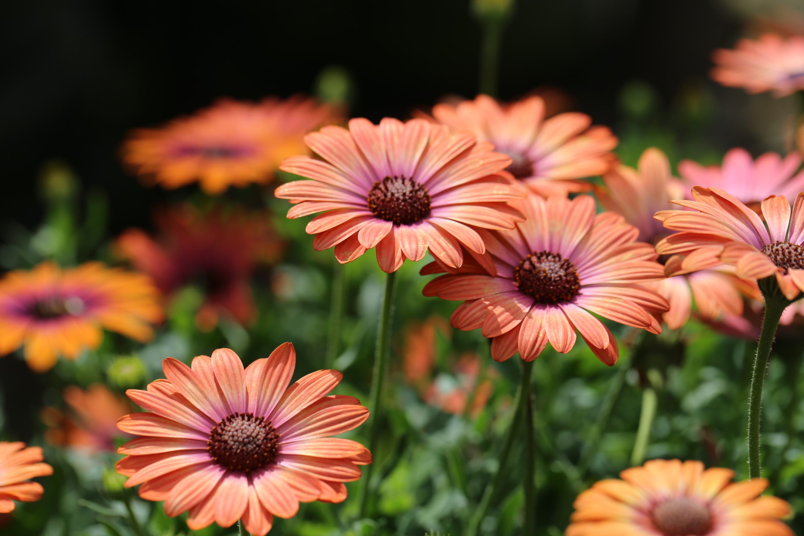 Getting Spring Ready - Oxley Nursery